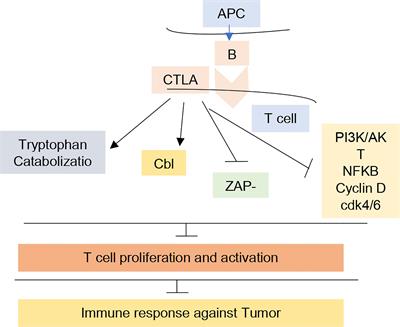 Frontiers | Recent advances in immune checkpoint inhibitors for non ...