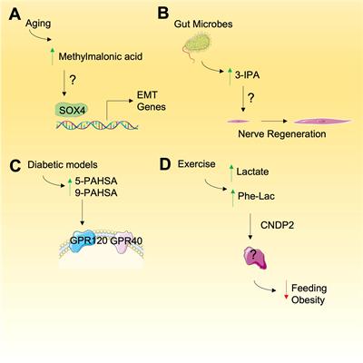 Frontiers | Understanding emerging bioactive metabolites with putative ...