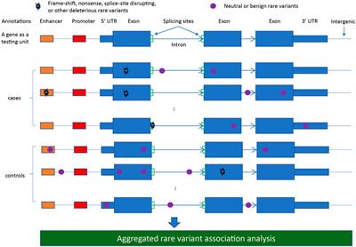 Frontiers | Recent advances and challenges of rare variant association ...