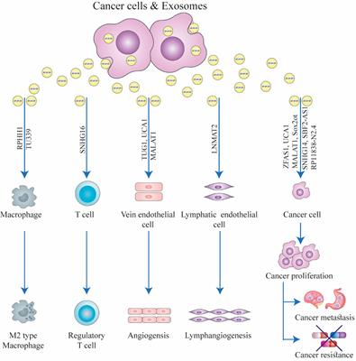 Frontiers | Exosomal long non-coding RNAs: novel molecules in ...