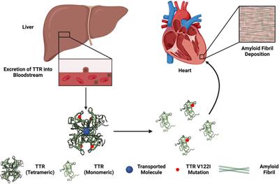 Frontiers | Current and potential therapeutic strategies for ...