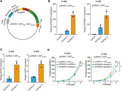 Frontiers | GPI-anchored glutathione S-transferase as marker allows ...