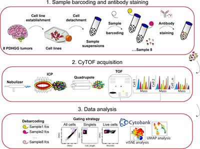 Frontiers | Inter and intra-tumor heterogeneity of paediatric type ...