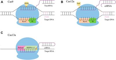 Frontiers | CRISPR/Cas genome editing system and its application in potato