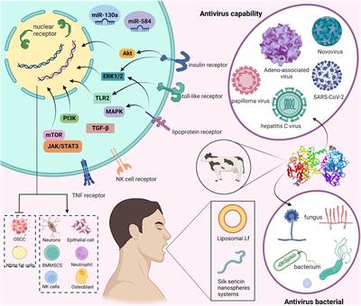 Frontiers | Lactoferrin: A glycoprotein that plays an active role in ...