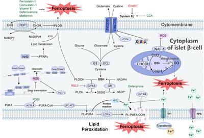 Frontiers | Molecular mechanism of ferroptosis and its role in the ...