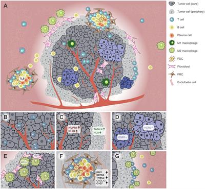 Frontiers | Spatial transcriptomics technology in cancer research