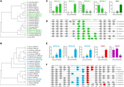 Frontiers | Benthic visual adaptation by fine-tuning light sensitivity ...