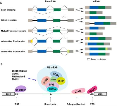 Frontiers | Emerging roles of alternative RNA splicing in oral squamous ...