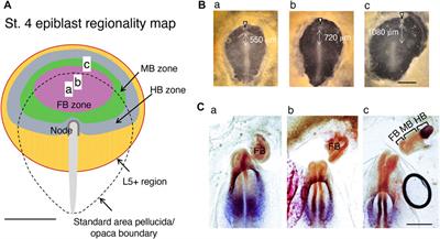 Frontiers | Epiblast cells gather onto the anterior mesendoderm and ...