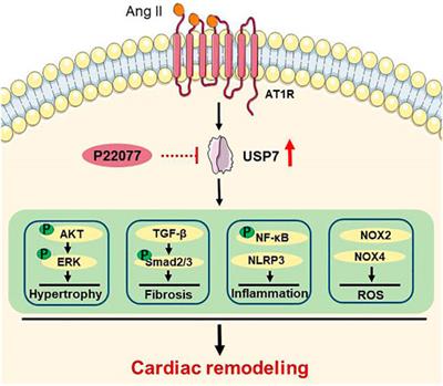 Frontiers | Administration of USP7 inhibitor P22077 inhibited cardiac ...