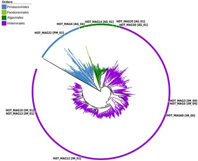 Frontiers | Diversity and genomics of giant viruses in the North ...