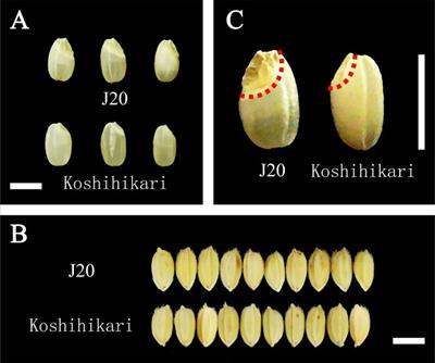Frontiers | Response of yield and quality of giant embryo rice to ...