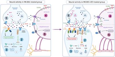 Frontiers | The effects and mechanism of environmental enrichment on MK ...
