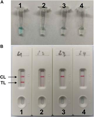 Frontiers | Establishment and application of loop-mediated isothermal ...