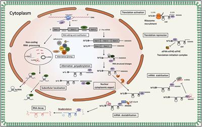 Frontiers | PABPC1——mRNA stability, protein translation and tumorigenesis
