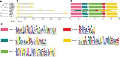Frontiers | Genome-wide characterization of PEBP gene family in Perilla ...