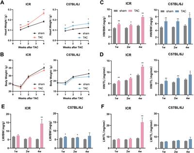 Frontiers | Evaluation of the transverse aortic constriction model in ...