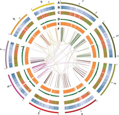 Frontiers | Genomic and transcriptomic-based analysis of agronomic ...