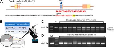 Frontiers | Infertility control of transgenic fluorescent zebrafish ...
