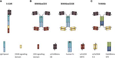Frontiers | Activation of distinct antiviral T-cell immunity: A ...