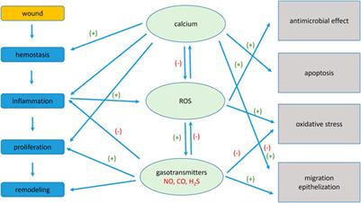 Frontiers | Signaling pathways in cutaneous wound healing