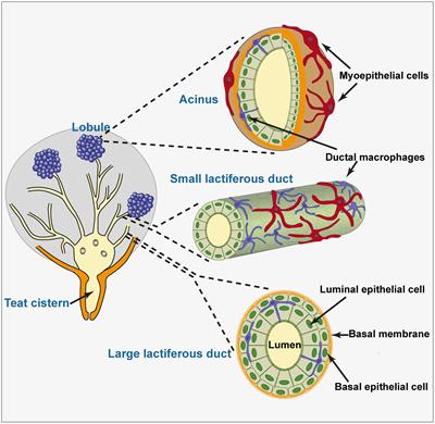 Frontiers | Immune defenses of the mammary gland epithelium of dairy ...