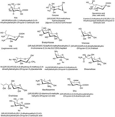 Frontiers | Bacterial polysaccharides—A big source for prebiotics and ...