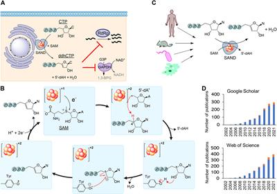Frontiers | Radical-SAM dependent nucleotide dehydratase (SAND ...