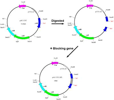 Frontiers | Functional verification and characterization of a type-III ...