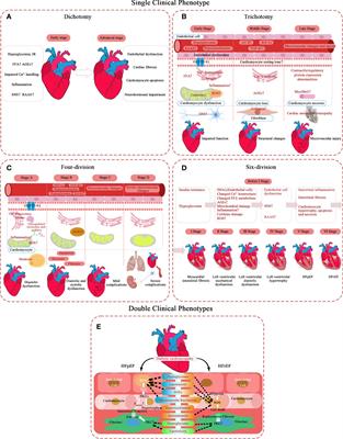 Frontiers | Diabetic cardiomyopathy: Clinical phenotype and practice