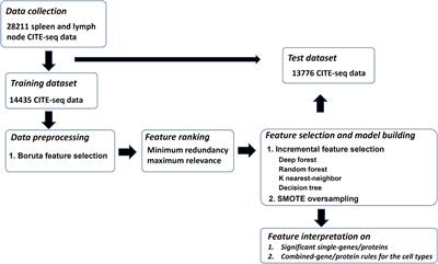 Frontiers | Characterization of spleen and lymph node cell types via ...