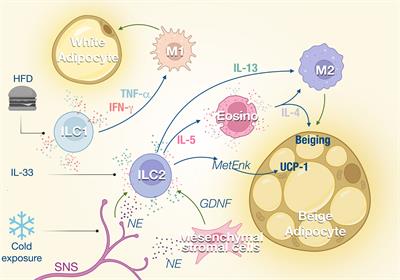 Frontiers | Innate lymphoid cells: More than just immune cells