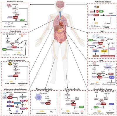 Frontiers | The effect of the cyclic GMP-AMP synthase-stimulator of ...