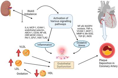 Frontiers | Role of the renin–angiotensin system in the pathophysiology ...
