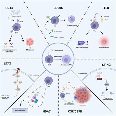 Frontiers | TAM-targeted reeducation for enhanced cancer immunotherapy ...