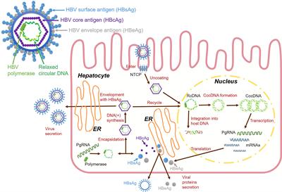 Frontiers | Interferon and interferon-stimulated genes in HBV treatment