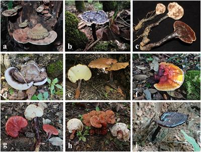 Frontiers | Species diversity of Ganoderma (Ganodermataceae ...