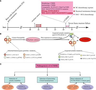 Frontiers | Inherited heterozygous Fanconi anemia gene mutations in a ...