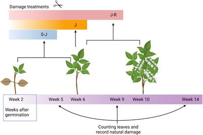 Frontiers | Early damage enhances compensatory responses to herbivory ...