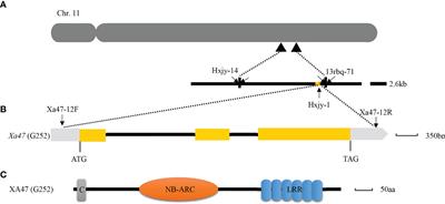 Frontiers | A new NLR disease resistance gene Xa47 confers durable and ...