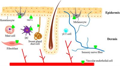 Frontiers | TRPV1: A promising therapeutic target for skin aging and ...