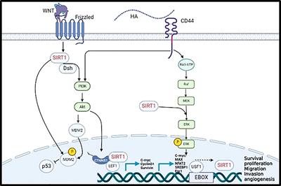 Frontiers | SIRT1, a novel transcriptional downstream target of CD44 ...