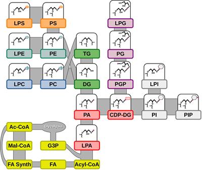 Frontiers | A lipidomics platform to analyze the fatty acid ...