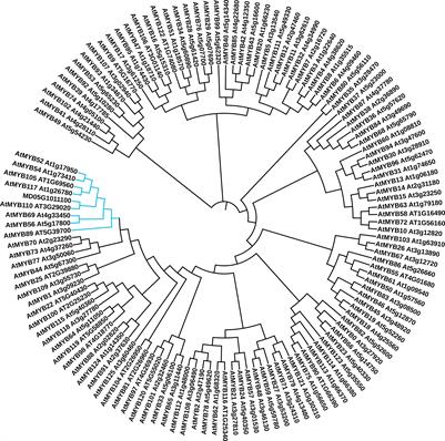 Frontiers | MdMYB52 regulates lignin biosynthesis upon the suberization ...