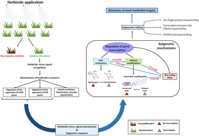 Frontiers | Herbicide resistance in grass weeds: Epigenetic regulation ...