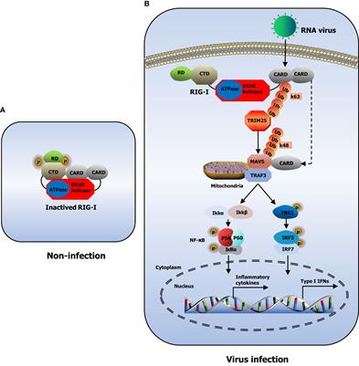 Frontiers | The lncRNAs involved in regulating the RIG-I signaling pathway