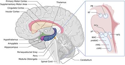 Frontiers | Forebrain control of breathing: Anatomy and potential functions