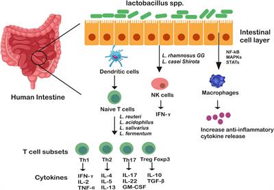 Frontiers | Gut microbiome and human health: Exploring how the ...