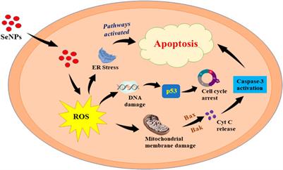 Frontiers | Therapeutic potential of selenium nanoparticles